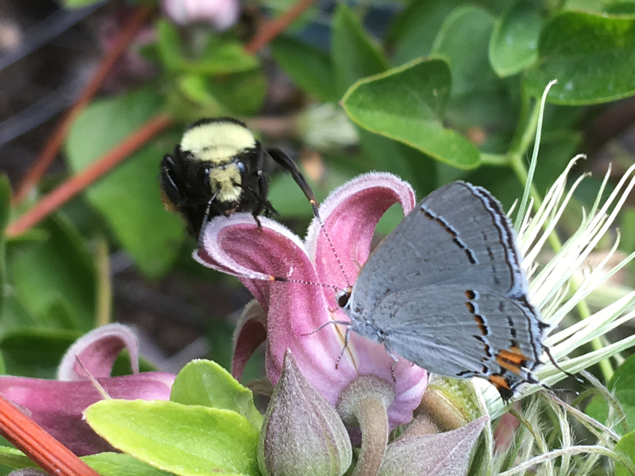 About the Insect Management Handbook | Pacific Northwest Pest ...