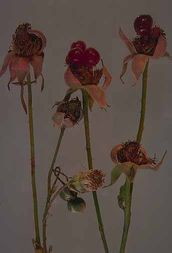 Blackberry (Rubus spp.)-Stamen Blight | Pacific Northwest Pest ...