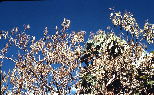 Catalpa-Verticillium Wilt | Pacific Northwest Pest Management Handbooks