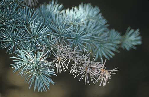 Cedar (Cedrus spp.)-Needle Blight | Pacific Northwest Pest Management ...