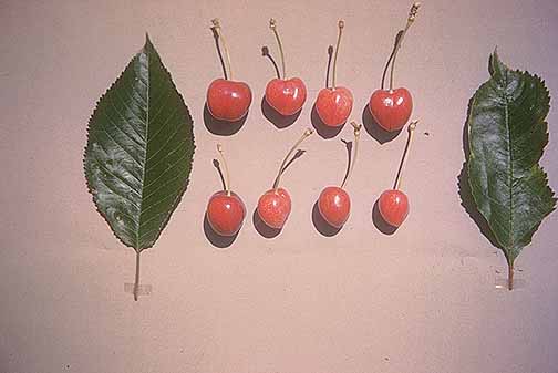 Cherry (Prunus spp.)-Crinkle Leaf and Deep Suture | Pacific Northwest ...