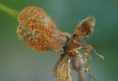 Crabapple (Malus spp.)-Rust | Pacific Northwest Pest Management Handbooks
