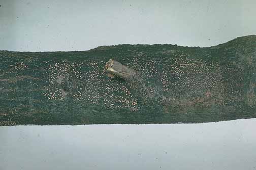 Elm (Ulmus spp.)-Nectria Canker | Pacific Northwest Pest Management ...