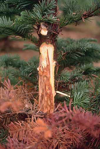 Fir, True (Abies spp.)-Root Rot, Phytophthora | Pacific Northwest Pest ...