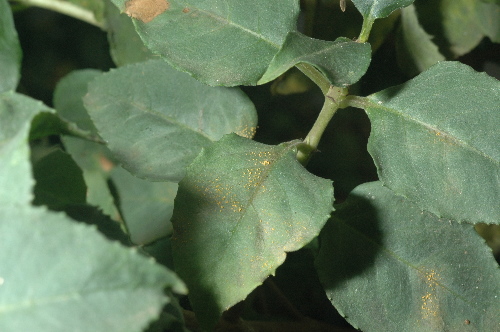 Fuchsia-Rust | Pacific Northwest Pest Management Handbooks