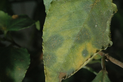 Fuchsia-Rust | Pacific Northwest Pest Management Handbooks