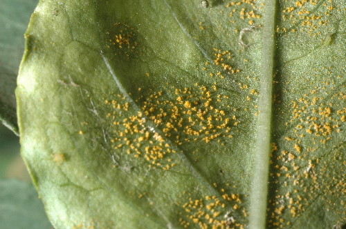 Fuchsia-Rust | Pacific Northwest Pest Management Handbooks