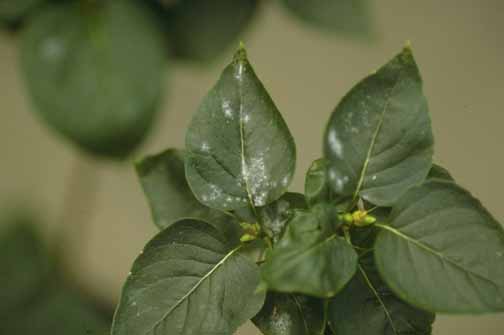Lilac (Syringa spp.)-Powdery Mildew | Pacific Northwest Pest Management ...