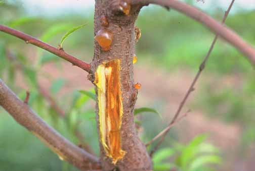 Peach (Prunus persica)-Bacterial Canker | Pacific Northwest Pest ...