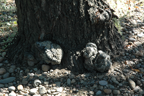 Peach (Prunus persica)-Crown Gall | Pacific Northwest Pest Management ...