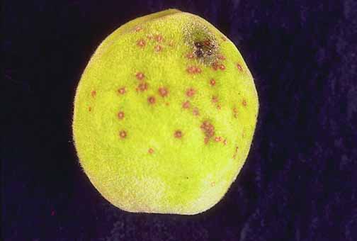 Peach (Prunus persica)-Shothole | Pacific Northwest Pest Management ...