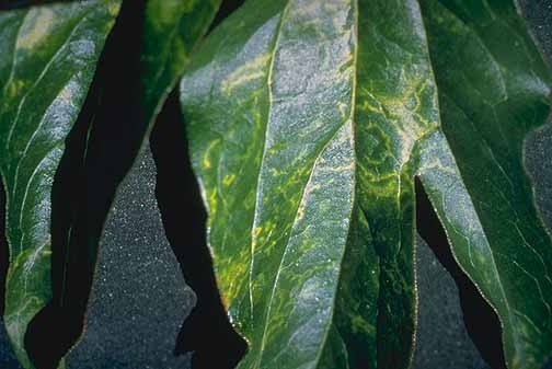 Peony (Paeonia spp.)-Viruses | Pacific Northwest Pest Management Handbooks