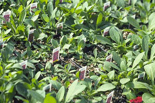 Petunia (Petunia spp.)-Black Root Rot | Pacific Northwest Pest ...