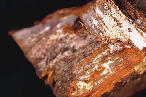 Prune and Plum (Prunus spp.)-Armillaria Root Rot | Pacific Northwest ...