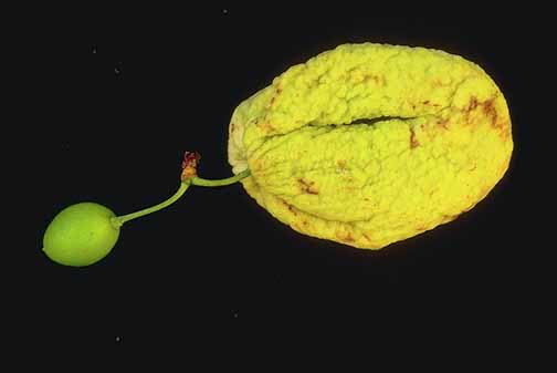 Prune and Plum (Prunus spp.)-Plum Pockets | Pacific Northwest Pest ...