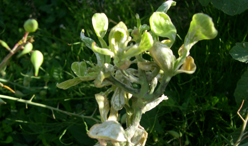 Radish (Raphanus sativus)-White Rust | Pacific Northwest Pest ...