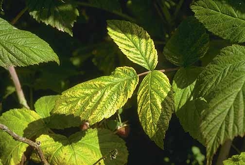 Raspberry (Rubus spp.)-Crumbly Fruit | Pacific Northwest Pest ...