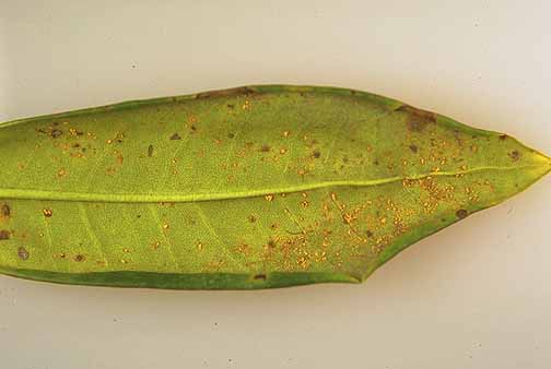 Rhododendron-Rusts | Pacific Northwest Pest Management Handbooks