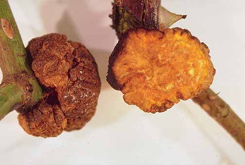 Rose (Rosa spp.) and hybrids-Crown Gall | Pacific Northwest Pest ...