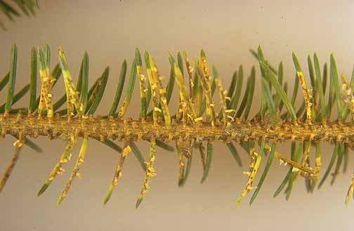 Spruce (Picea spp.)-Rusts | Pacific Northwest Pest Management Handbooks