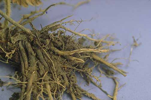 Strawberry (Fragaria spp.)-Red Stele | Pacific Northwest Pest ...