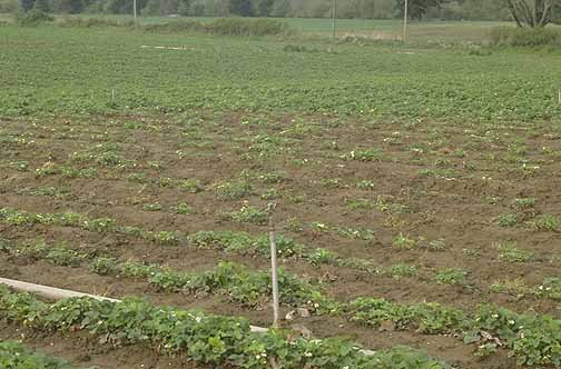 Strawberry (Fragaria spp.)-Verticillium Wilt | Pacific Northwest Pest ...