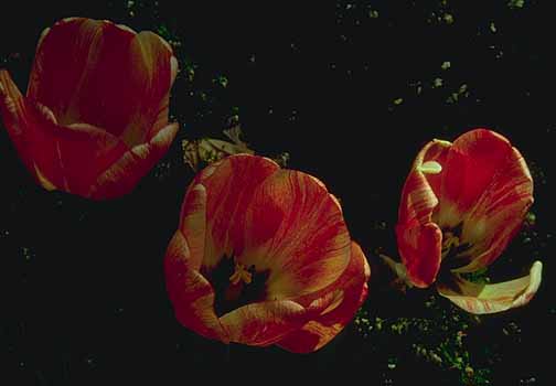 Tulip-Break | Pacific Northwest Pest Management Handbooks