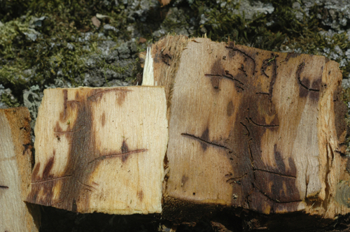 Walnut (Juglans spp.)-Thousand Cankers Disease (Black Walnut Decline ...