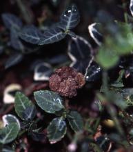 | Pacific Northwest Pest Management Handbooks
