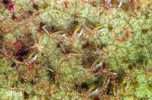 Azalea (Rhododendron)-Lace bug | Pacific Northwest Pest Management ...