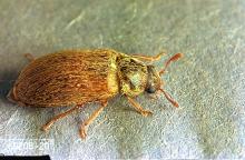 Blackberry and Raspberry-Raspberry beetle (aka Western raspberry ...