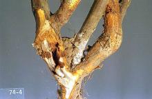 Blackberry and Raspberry-Raspberry crown borer | Pacific Northwest Pest ...