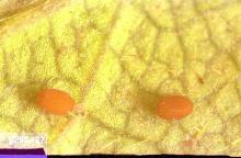 Blackberry and Raspberry-Strawberry crown moth | Pacific Northwest Pest ...