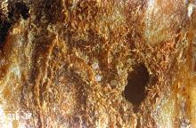 Clover hay-Clover root borer | Pacific Northwest Pest Management Handbooks