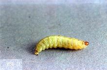 Clover hay-Lesser clover leaf weevil | Pacific Northwest Pest ...