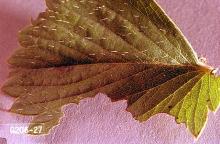 Cranberry-Root weevil | Pacific Northwest Pest Management Handbooks