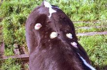 Dairy cattle-Cattle grub | Pacific Northwest Pest Management Handbooks