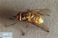 Dairy cattle-Stable fly | Pacific Northwest Pest Management Handbooks