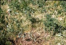 Alfalfa (Medicago sativa)-Crown and Root Rot Complex | Pacific ...