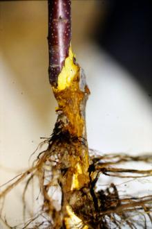 Apple (Malus spp.)-Crown and Collar Rot | Pacific Northwest Pest ...