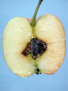 Apple (Malus spp.)-Moldy Core and Core Rots | Pacific Northwest Pest ...