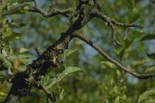 Apple (Malus spp.)-Nectria Canker (European Canker) | Pacific Northwest ...