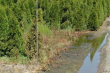 Arborvitae (Thuja occidentalis)-Root Rot | Pacific Northwest Pest ...