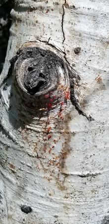 Aspen (Populus tremuloides)-Cytospora Canker | Pacific Northwest Pest ...