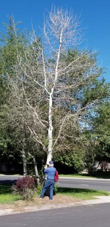 Aspen (Populus tremuloides)-Cytospora Canker | Pacific Northwest Pest ...