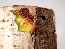 Aspen (Populus tremuloides)-Cytospora Canker | Pacific Northwest Pest ...