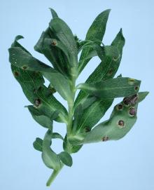 Aster-Leaf Spots | Pacific Northwest Pest Management Handbooks