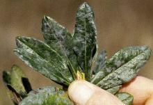 Azalea (Rhododendron spp.)-Powdery Mildew | Pacific Northwest Pest ...