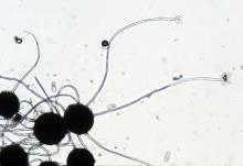 Azalea (Rhododendron spp.)-Powdery Mildew | Pacific Northwest Pest ...