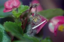 Begonia-Botrytis Blight | Pacific Northwest Pest Management Handbooks